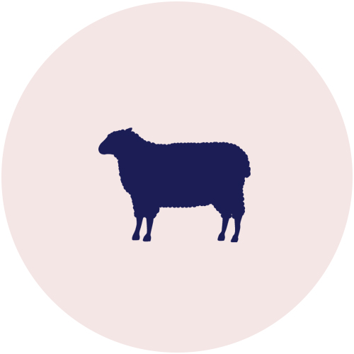 Lamb – Baycatch PH